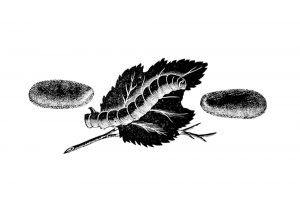 Entretien avec Marco Ceriani, créateur d'Italbugs les protéines à base ...